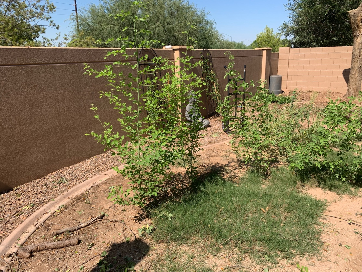 Sissoo Tree Removal - New Height Tree