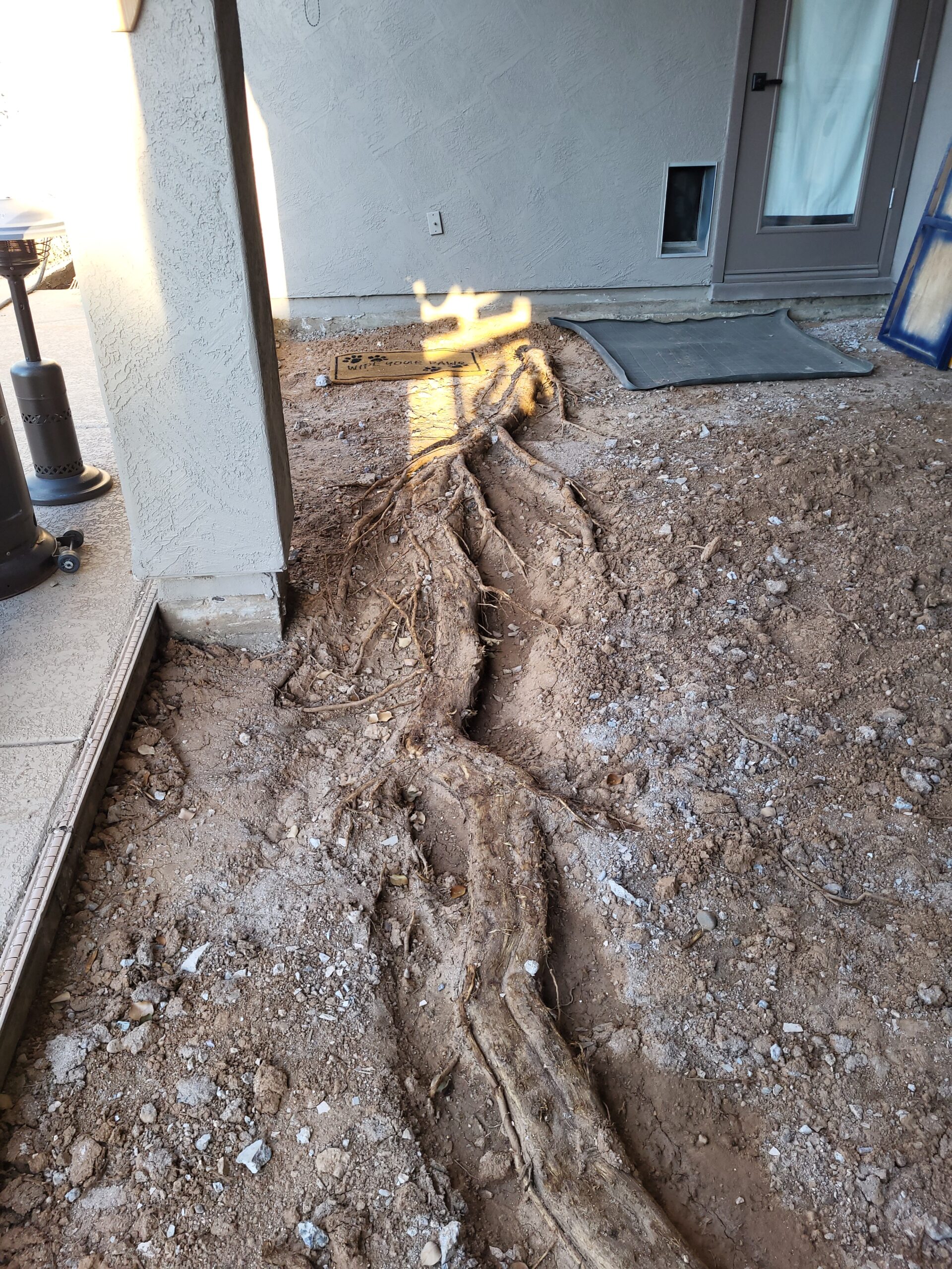 Three Things to Know About Sissoo Tree Removal - New Height Tree