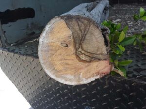 Pruning and Trimming to Maintain the Health of a Ficus Nitida - New ...